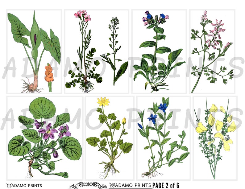 Wayside and Woodland Blossoms Set1, Digital Images, Wildflower ...