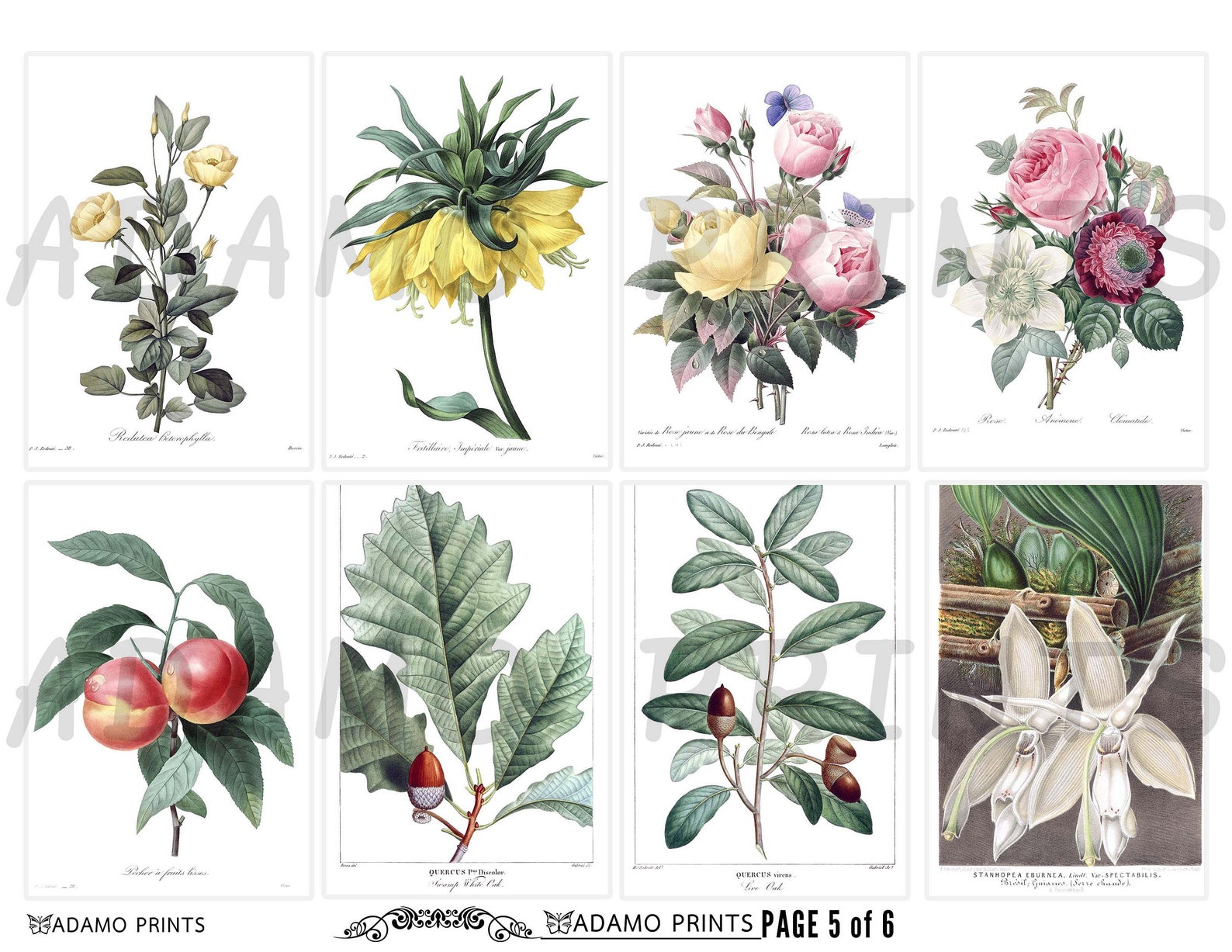 History of Flowers and Fruits Digital Flowers Wildflower | Etsy