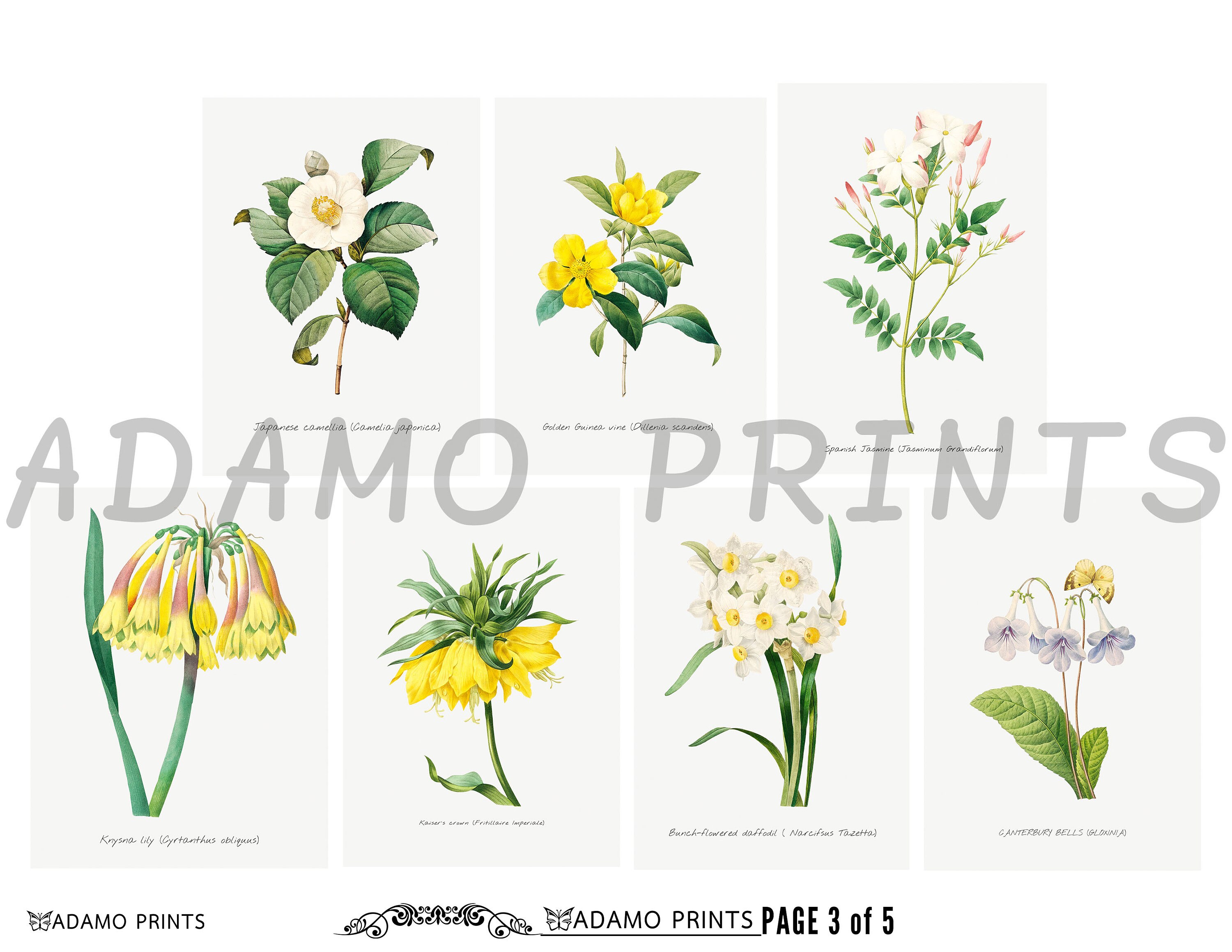 Wildflower the Raphael of Flowers Set2 Botanical Flowers | Etsy