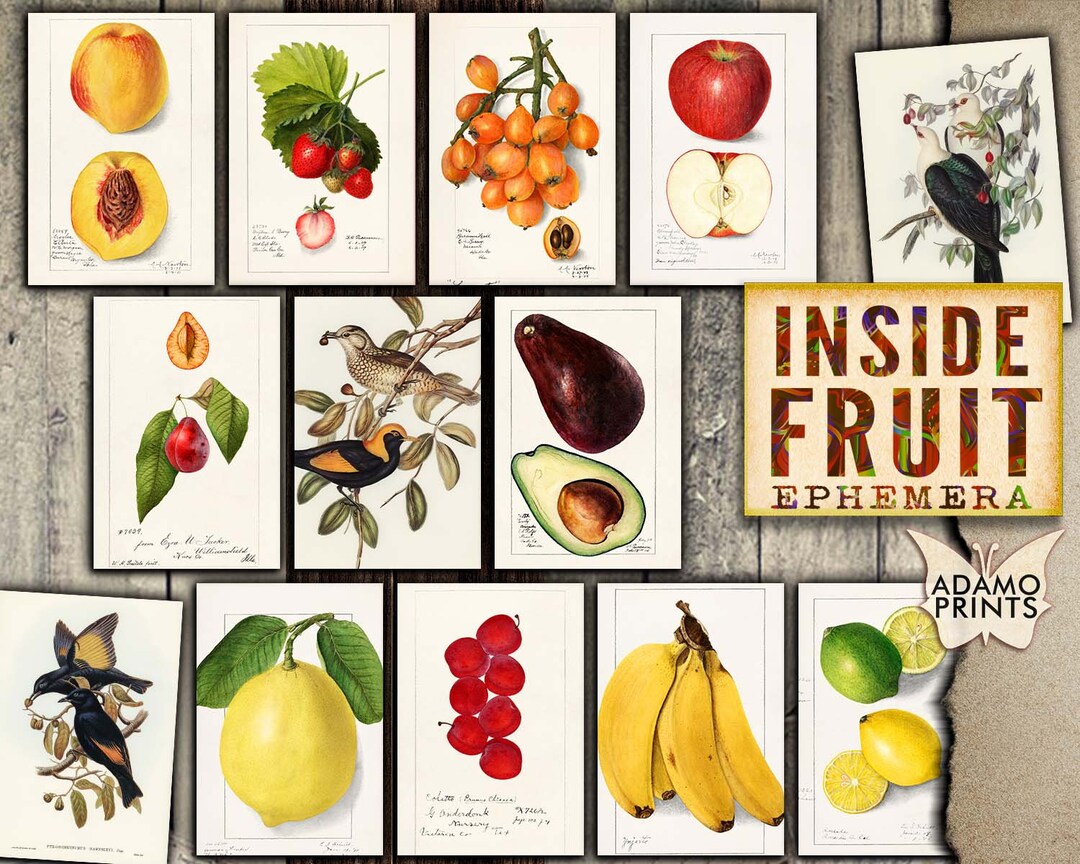 Inside Fruit, Fruit Digital Print, Digital Ephemera, Art Ephemera ...