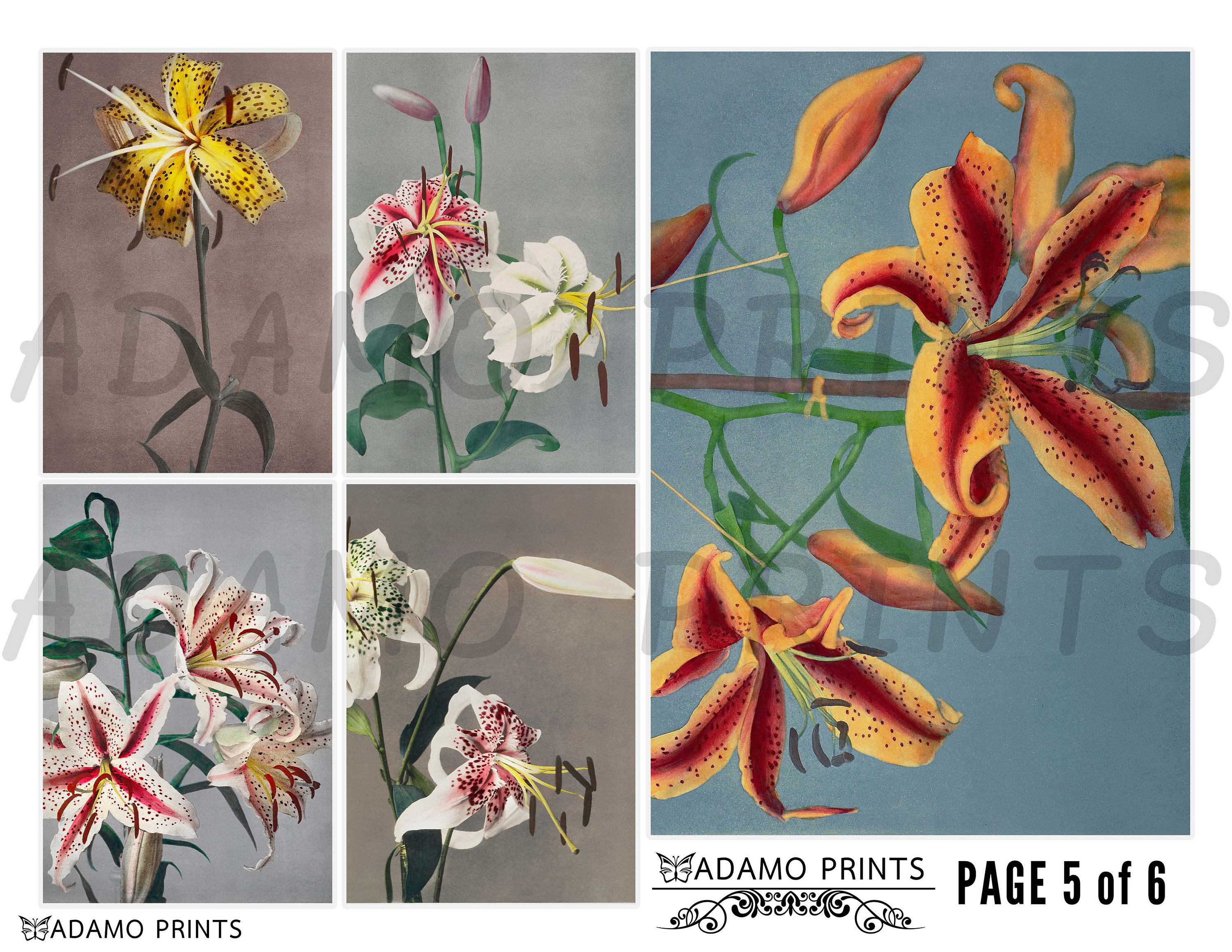 Lilies Set2 Digital Flowers Lily Digital Antique Journal - Etsy