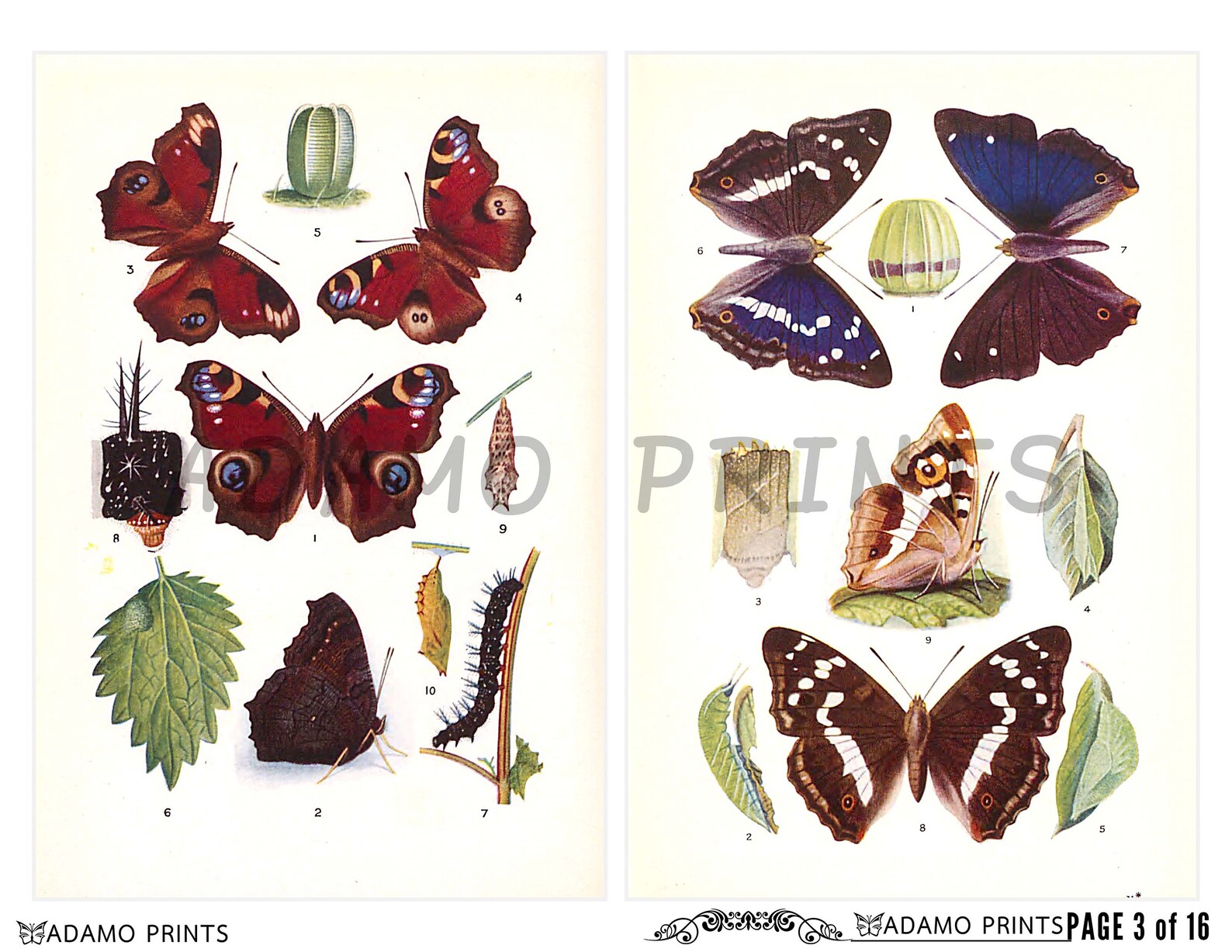 Complete British Butterflies Papillons Classic Butterfly - Etsy