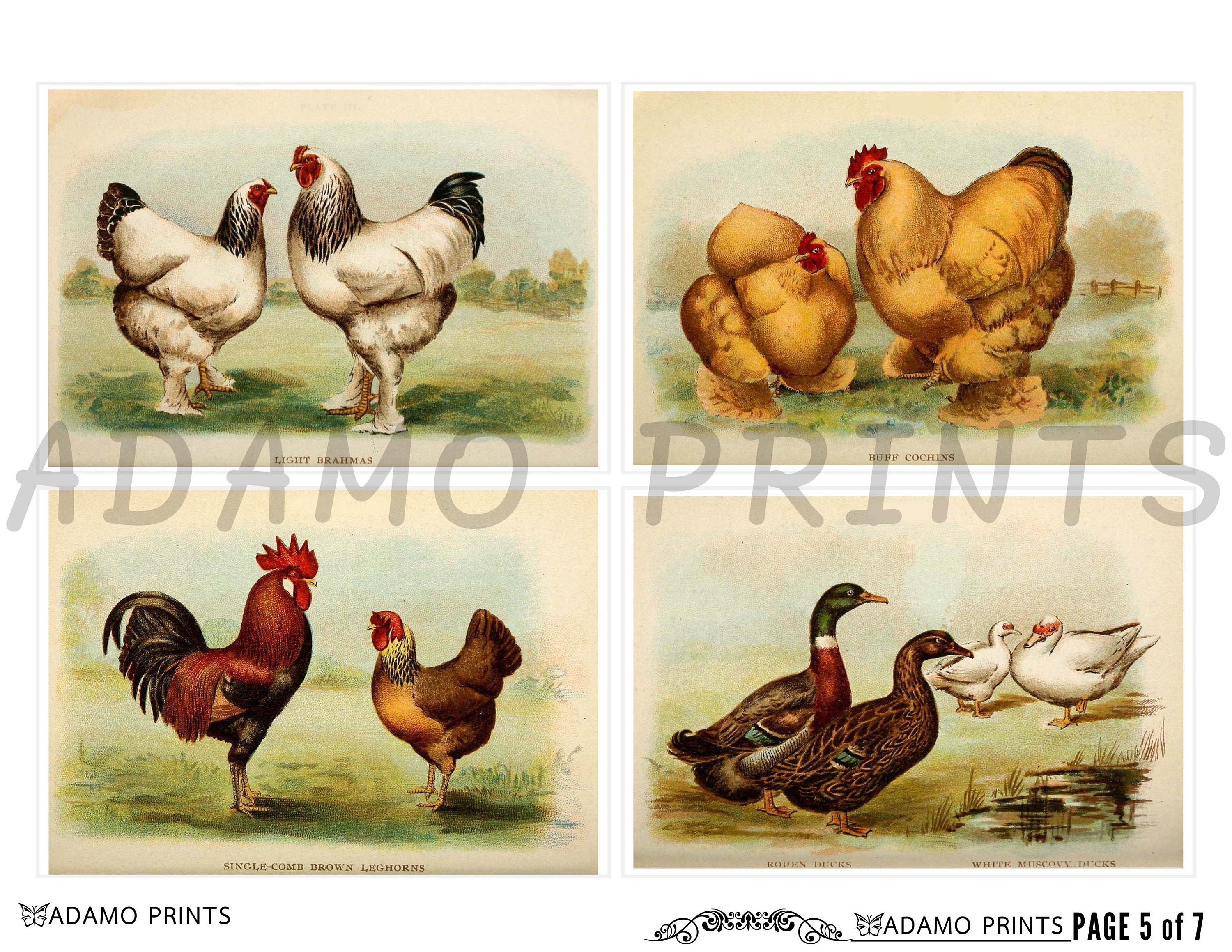 Fancy Victorian Poultry by Lewis Wright, Vintage Farm Animal, Hen ...