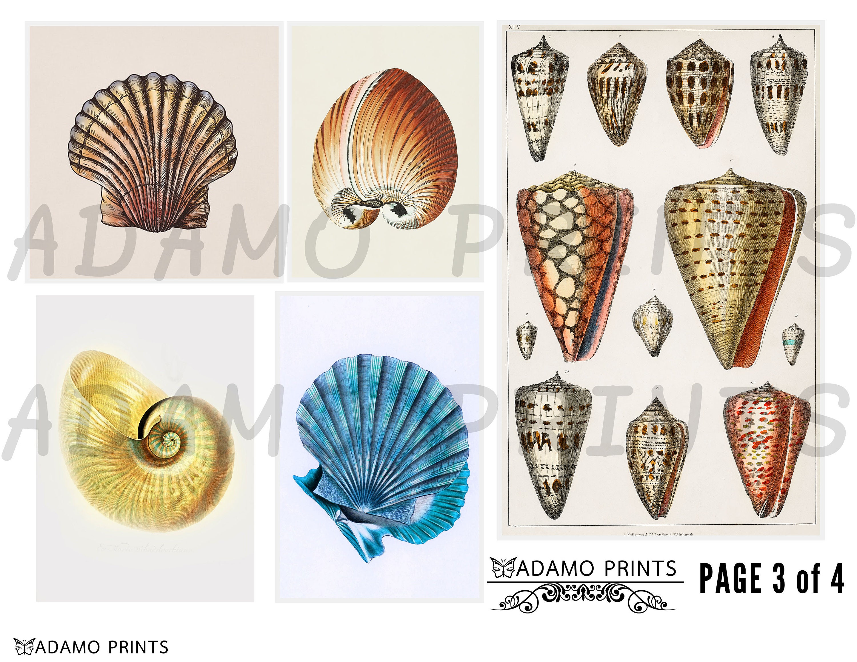 Undersea Shell Ephemera Classics Science ATC Science - Etsy