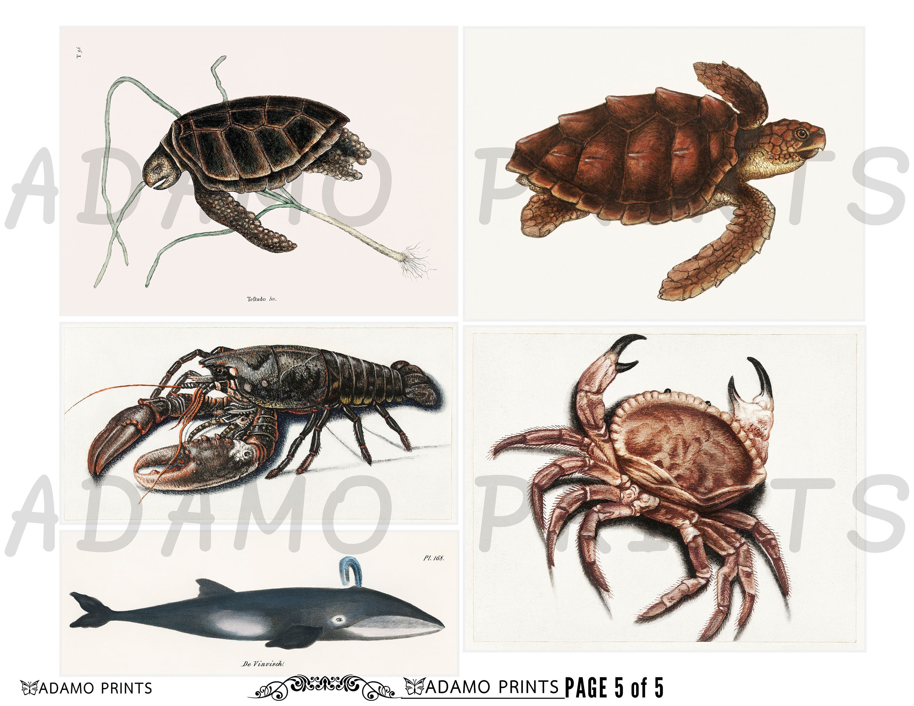 Sea Journal, Digital Ephemera, Science, Turtle, Crab, Fish, Seahorse ...