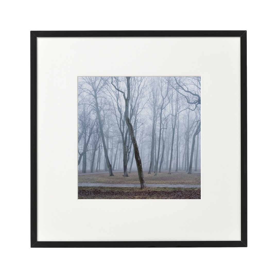 Moody Foggy Forest Scene Photography Print - Etsy