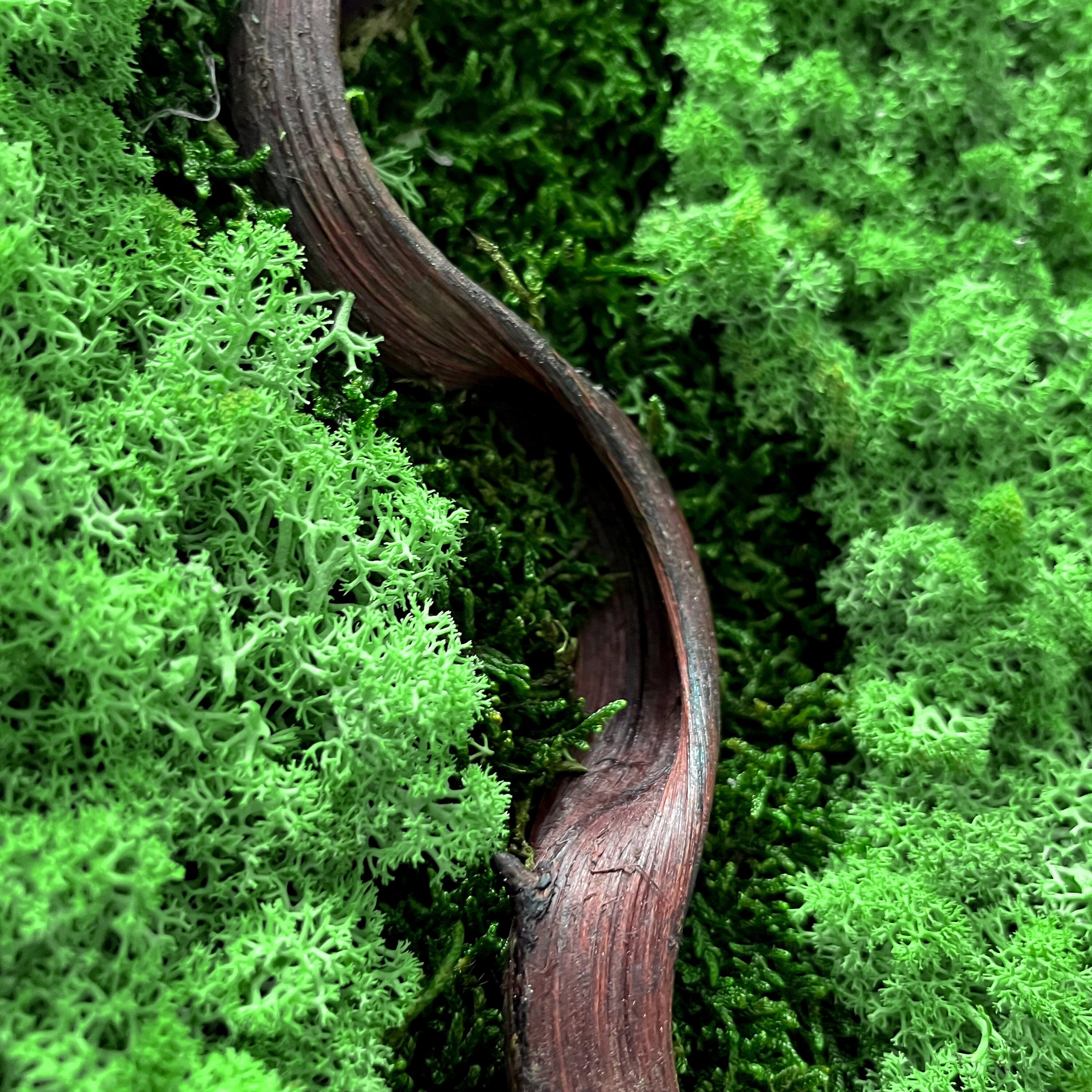 Moss Painting Moss Wall Decoration Natural Art Moss Wall Art Deco Moss ...
