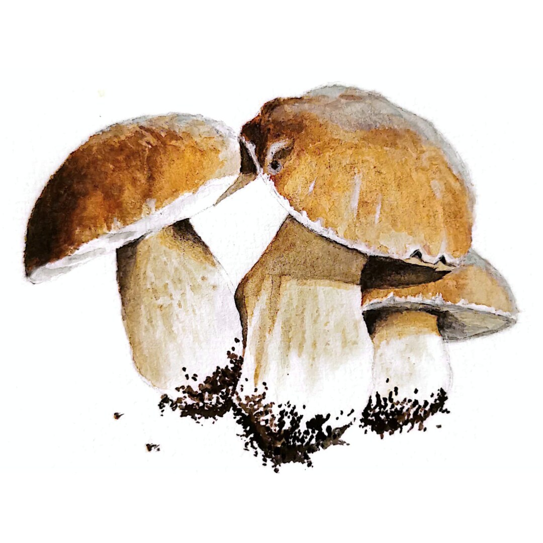 Porcini Mushrooms, Original Painting of Edible Mushrooms in Realistic ...