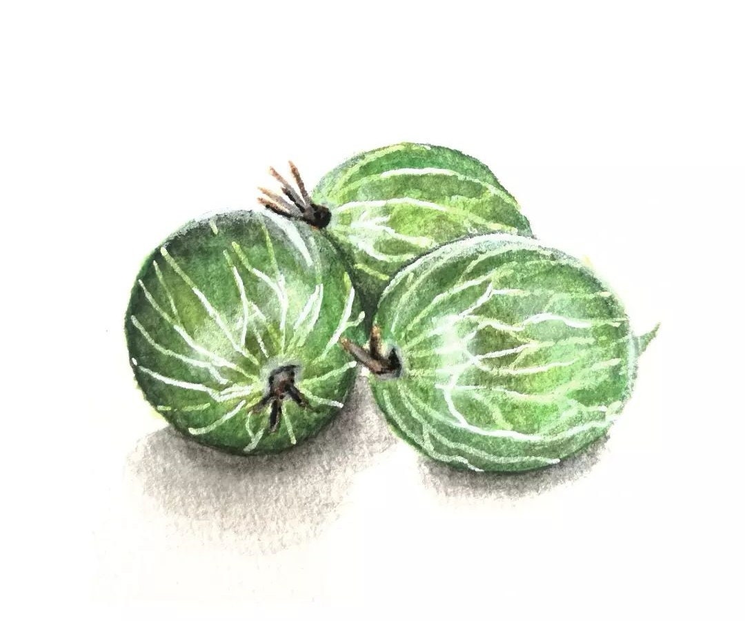 Gooseberries, Original Watercolor Fruit Painting in Realistic Style - Etsy