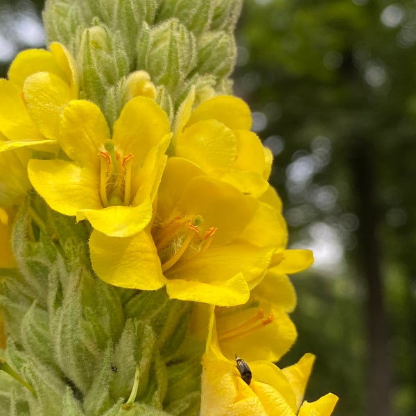 Mullein Plant - Etsy