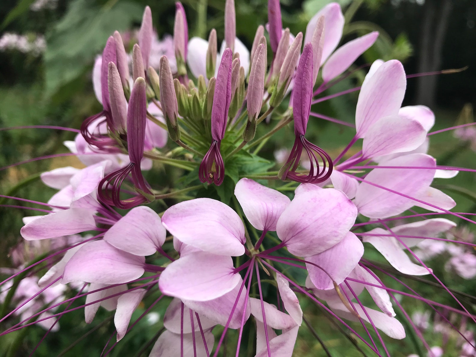 Cleome Mixed Colors Spider Flower 100 seeds | Etsy