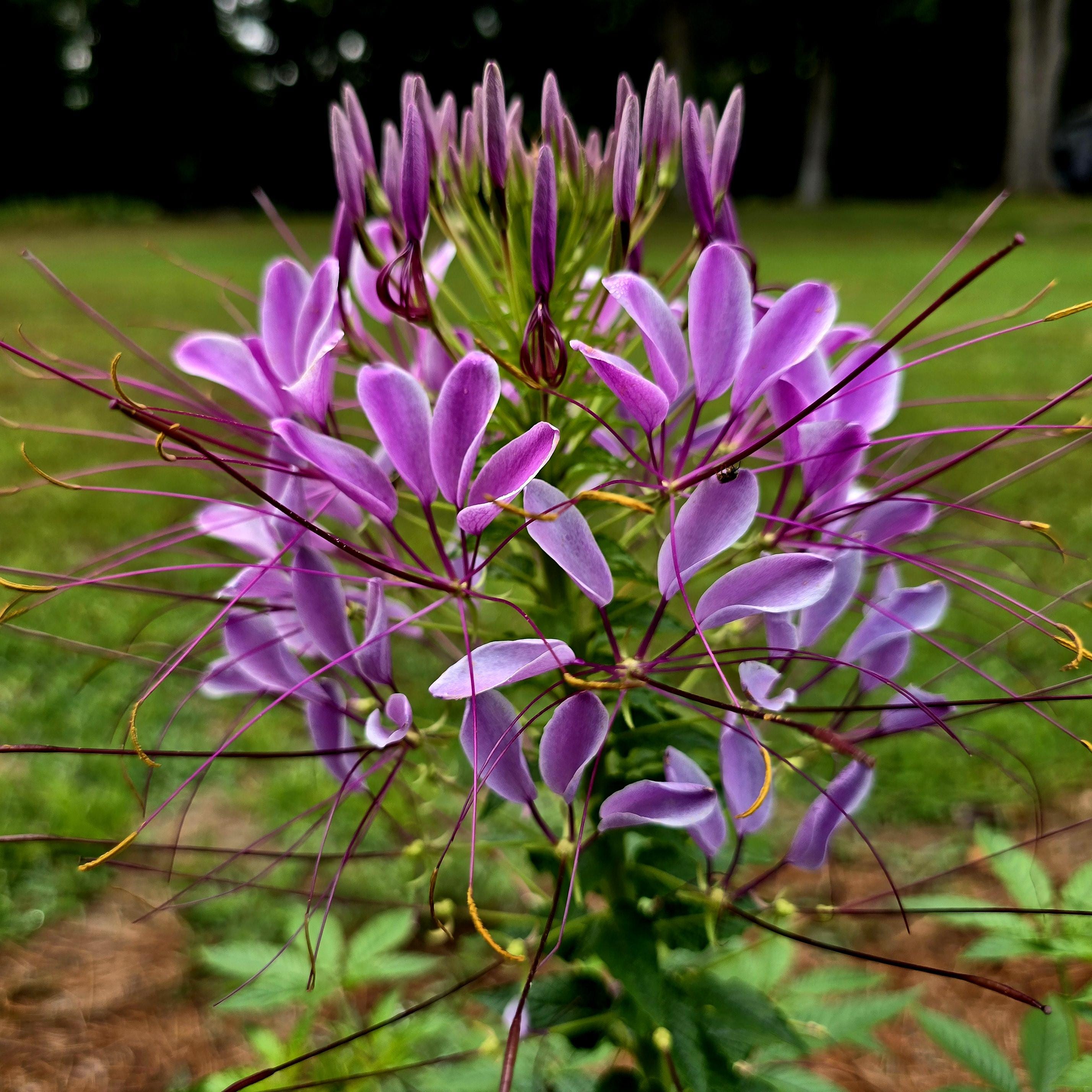 Cleome Mixed Colors spider Flower 100 Seeds - Etsy