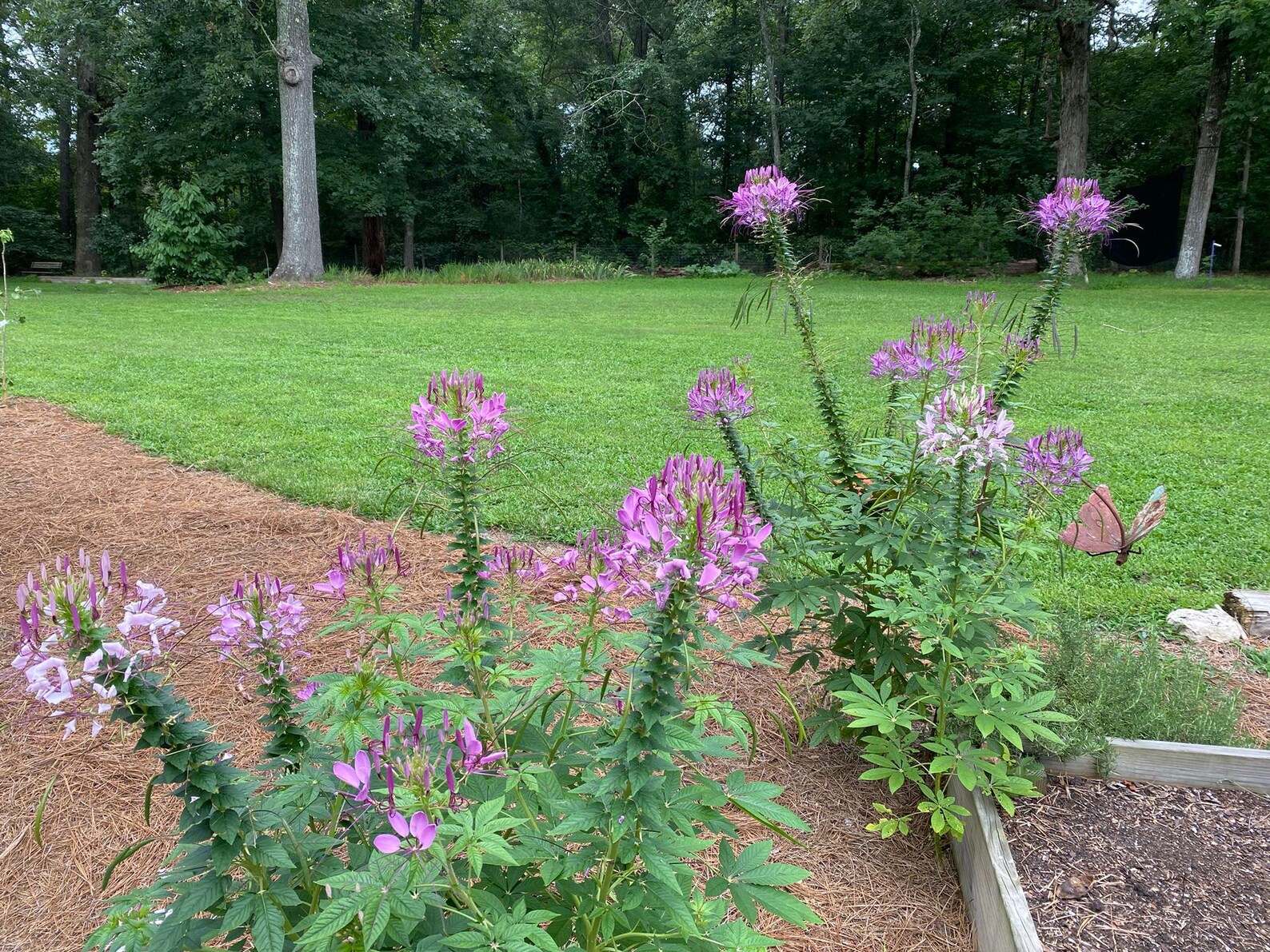 Cleome Mixed Colors spider Flower 100 Seeds - Etsy