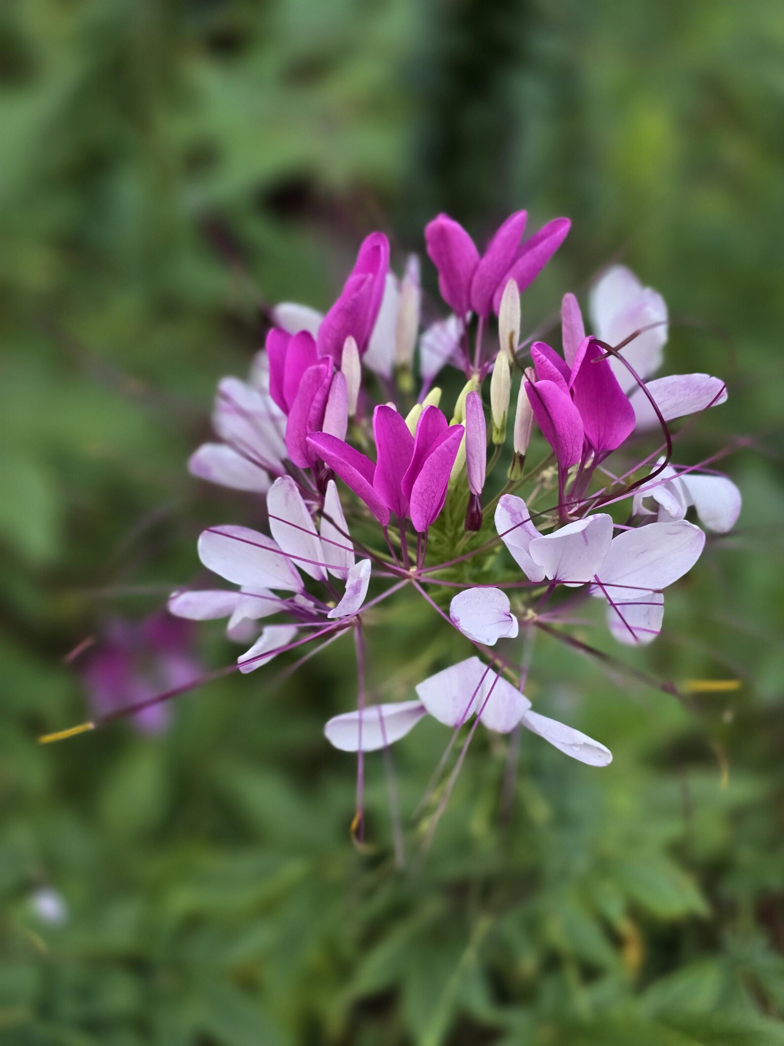 Cleome Mixed Colors spider Flower 100 Seeds - Etsy