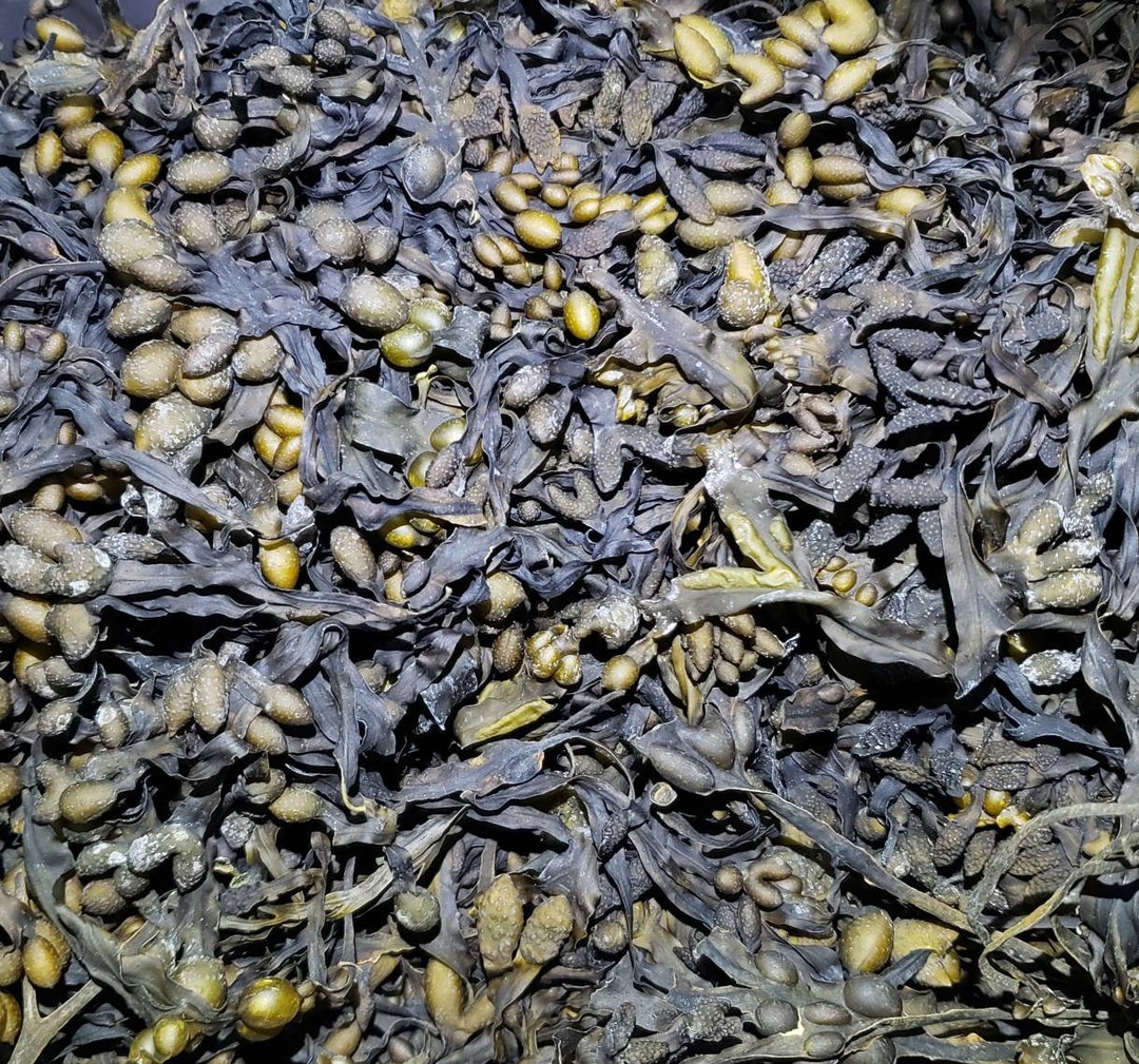 Organic Raw Bladderwrack Whole Dried Fucus Vesiculosus 2oz - Etsy