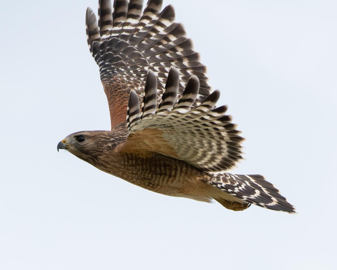 Cooper's Hawk - Digital Printable Download Photo - Etsy