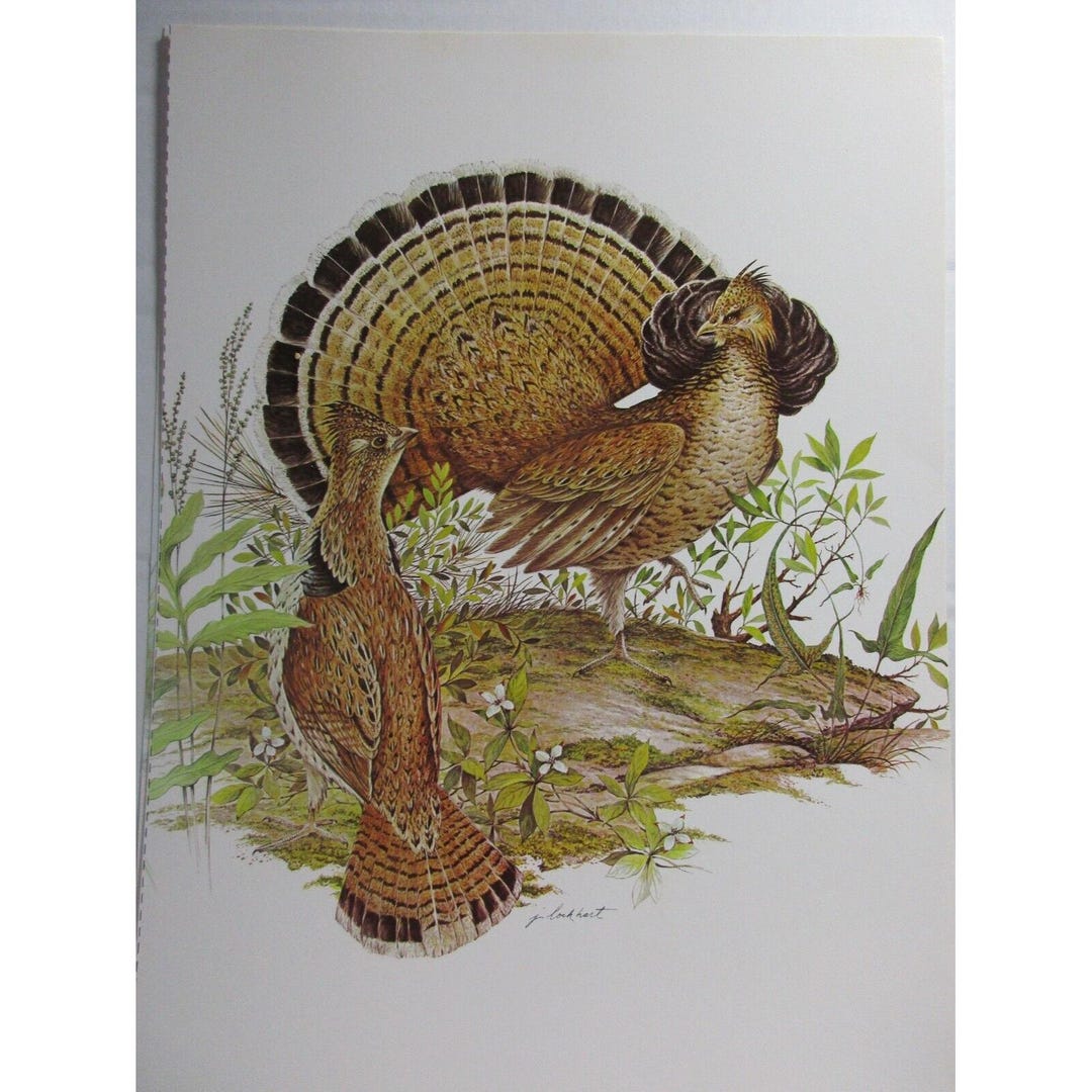 James Lockhart Signed Calendar Art Print RUFFLED GROUSE 1984 Size 8" X ...