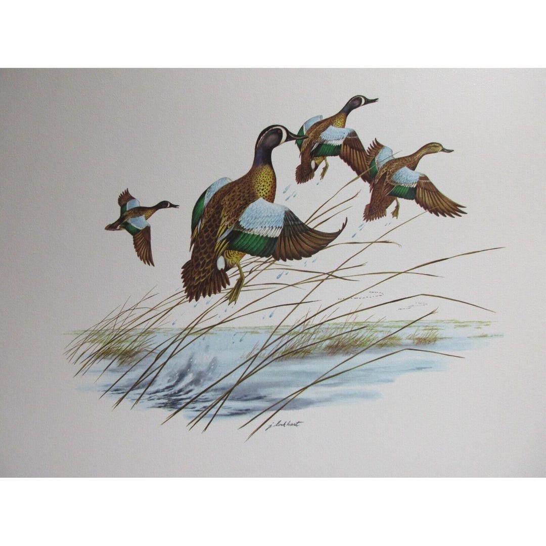 James Lockhart Signed Calendar Art Print Blue Winged Teal 1984 Size 8 ...