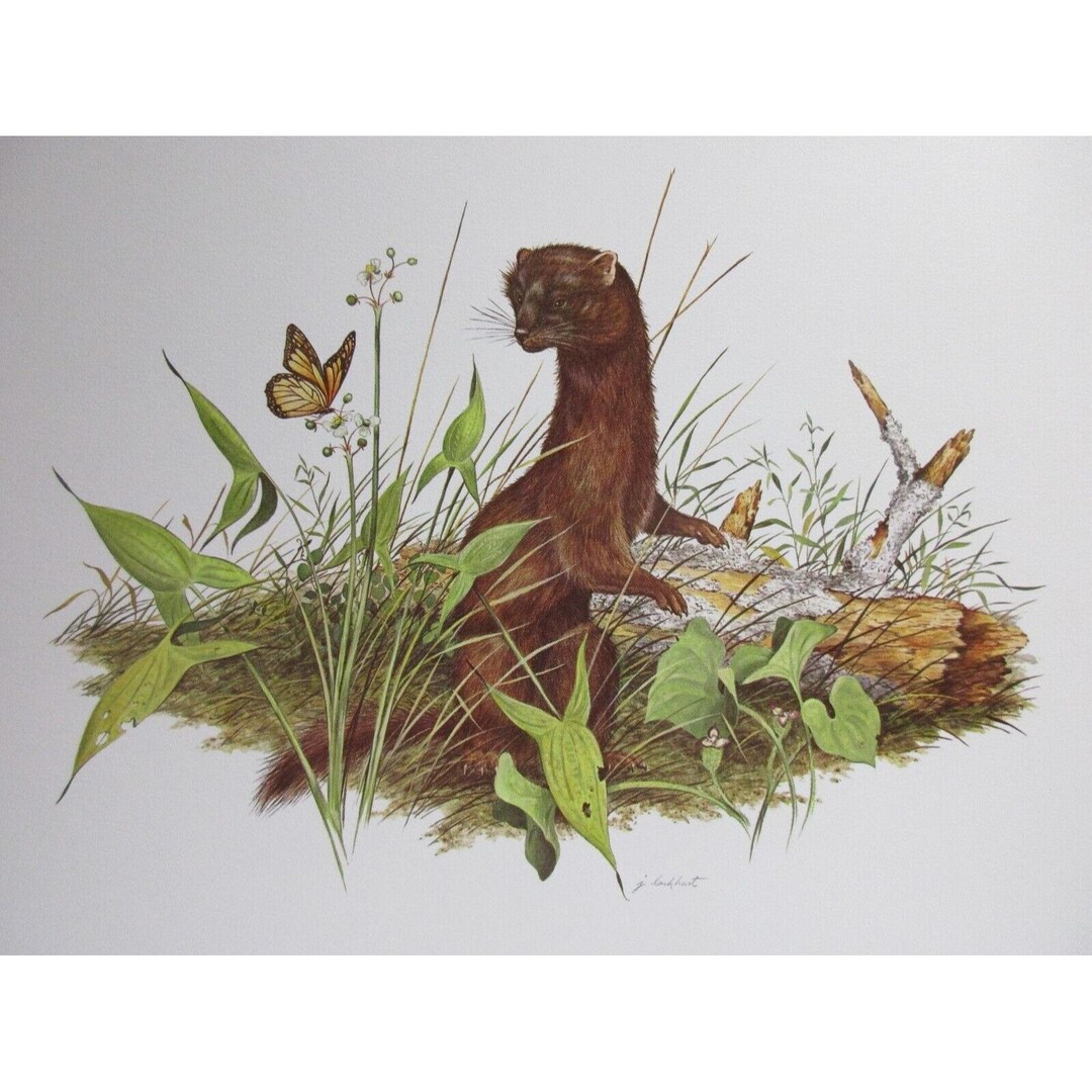 James Lockhart Signed Calendar Art Print MINK 1984 Size 8" X 11" - Etsy