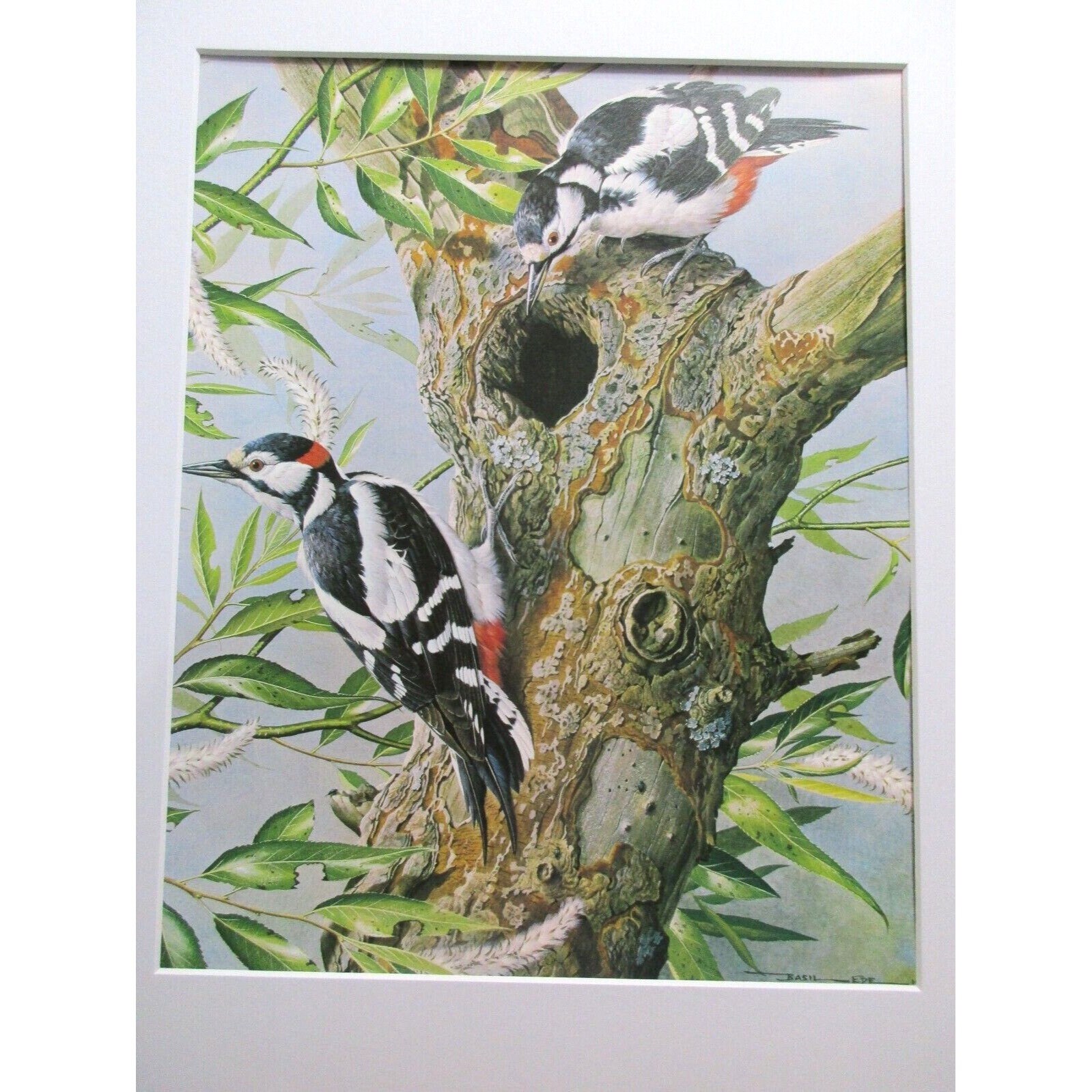 Basil Ede Artist Book Page Print: Woodpecker - White Mat 11 X 14"/print ...