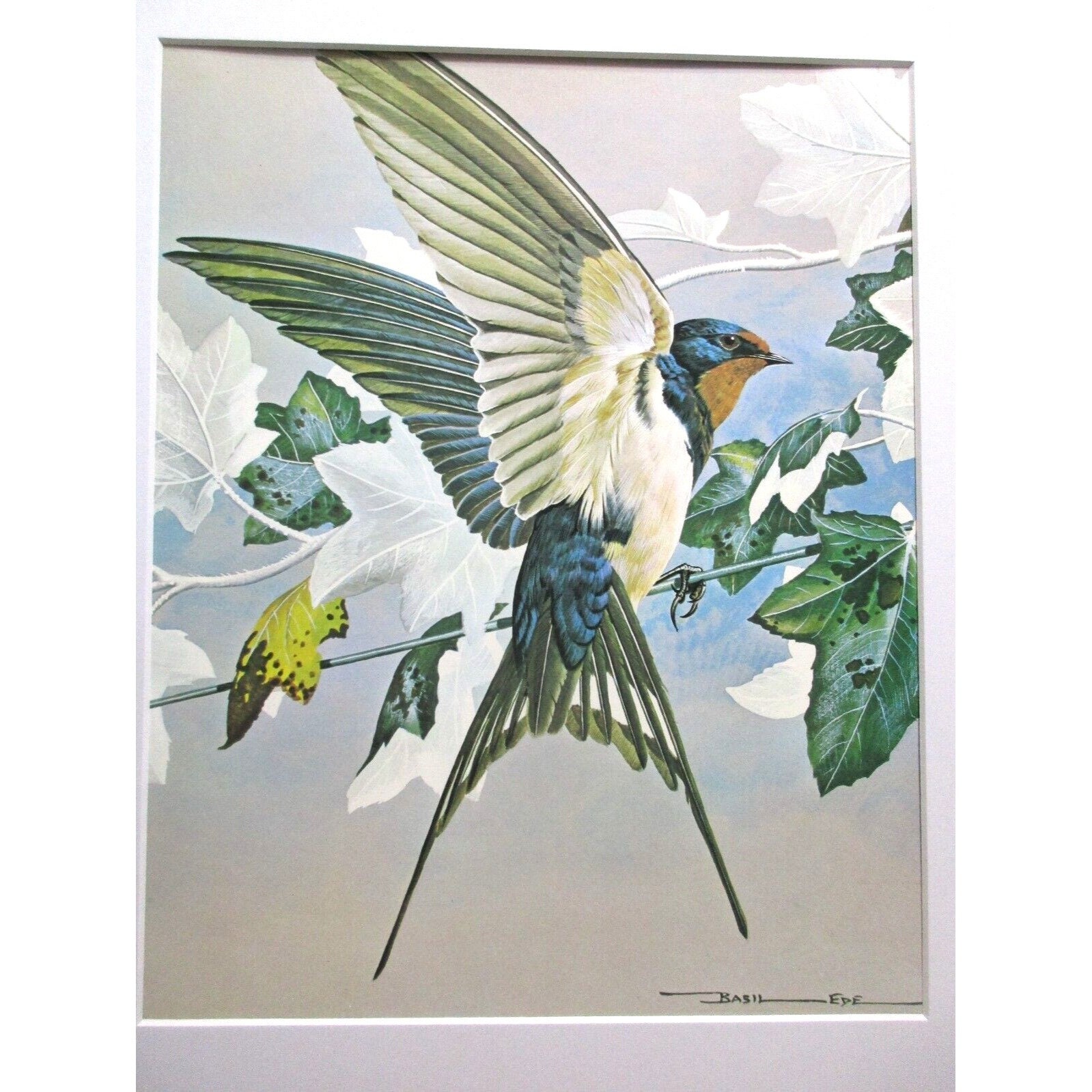 Basil Ede Artist Book Page Print: Swallow White Mat 11 X - Etsy