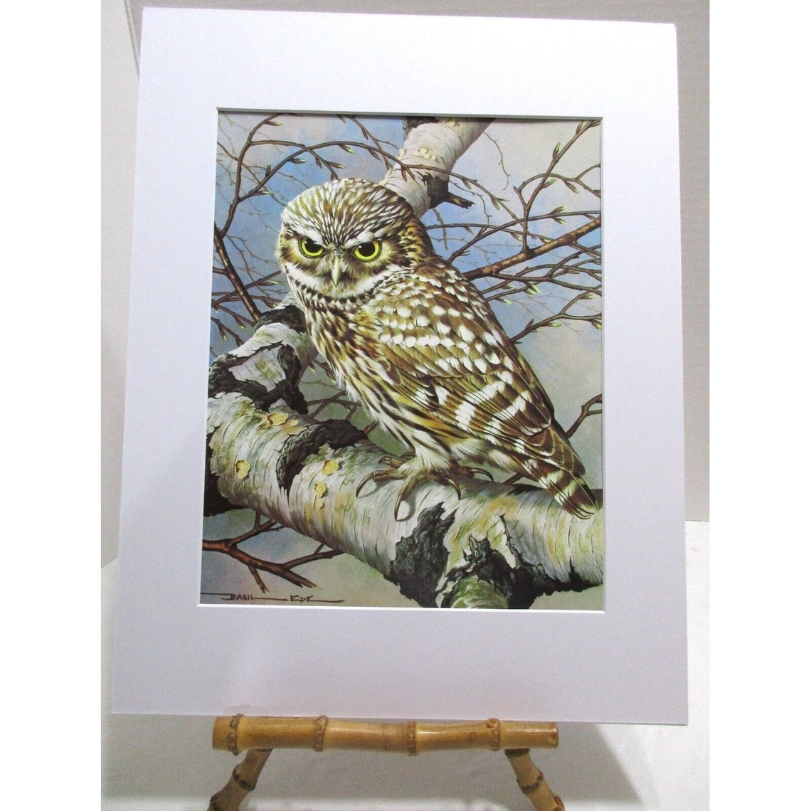 Basil Ede Artist Book Page Print: Little Owl - White Mat 11 X 14"/print ...