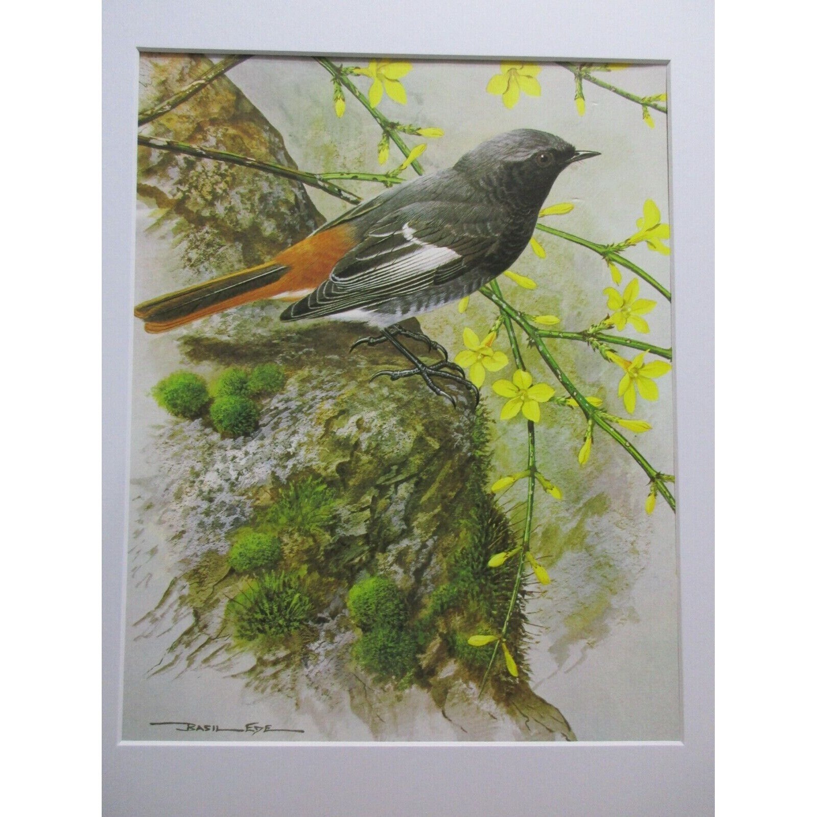 Basil Ede Artist Book Page Print: Black Redstart - White Mat 11 X 14 ...