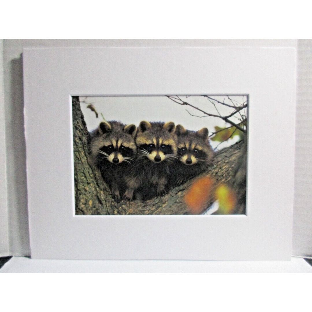 Robert Mccaw Three Young Raccoons White Matted Notecard 8" X 10" With ...