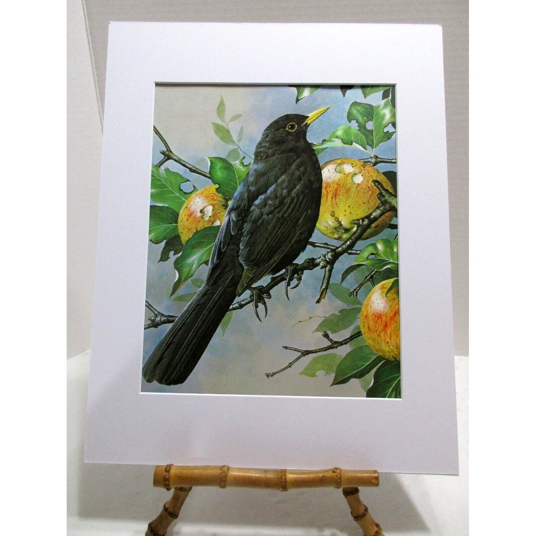 Basil Ede Artist Book Page Print: Blackbird - White Mat 11 X 14"/print ...