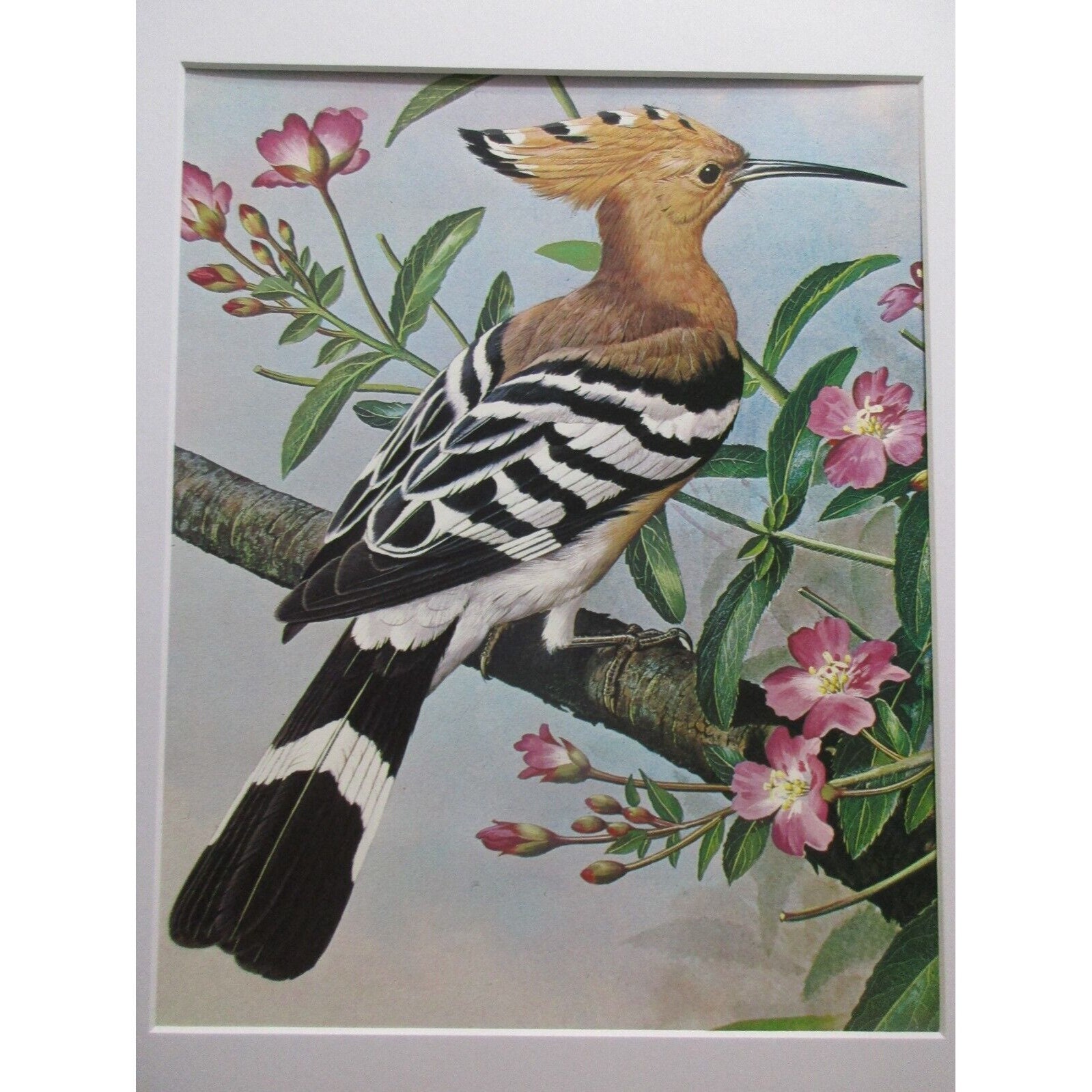 Basil Ede Artist Book Page Print: White Mat 11 X 14/print 8 X 10 - Etsy