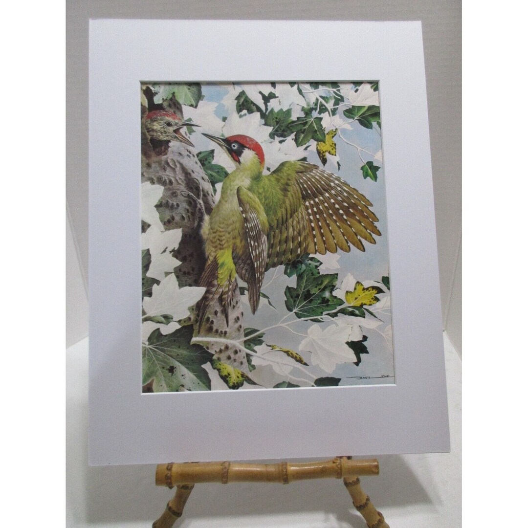 Basil Ede Artist Book Page Print: Green Woodpecker - White Mat 11 X 14 ...