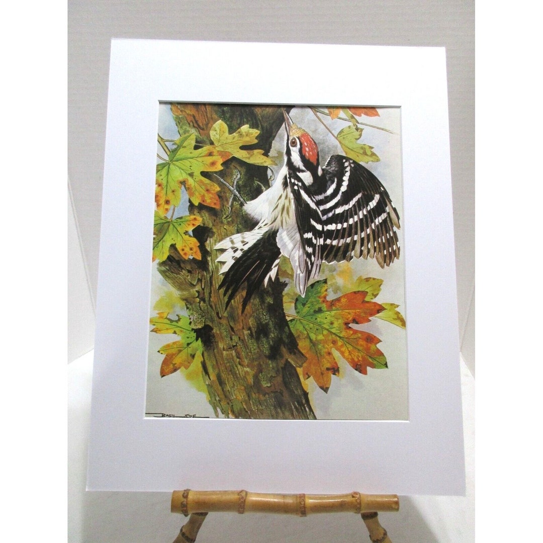 Basil Ede Artist Book Page Print: Lesser Spotted Woodpecker - White Mat ...