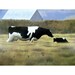 Cow and Calf Notecard W/envelope by Artist Alex Colville 6.75"w X 4.75 ...
