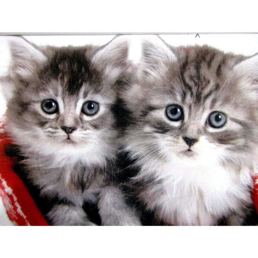 Gray Long Haired Tabby Kittens Print in Wht Mat "warmest Holiday Wishes ...