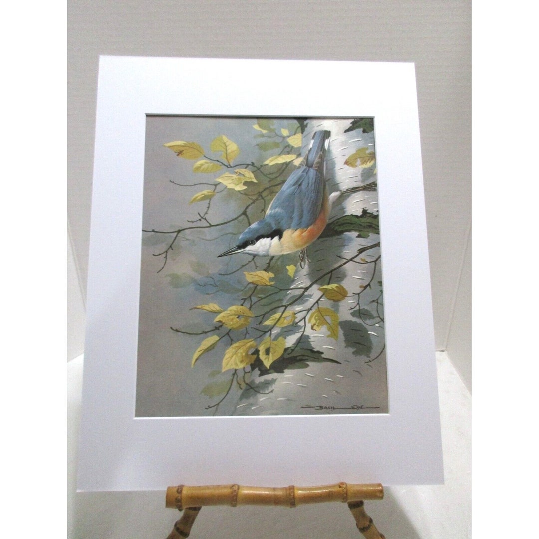 Basil Ede Artist Book Page Print: Nuthatch - White Mat 11 X 14"/print 8 ...