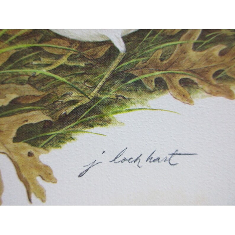 James Lockhart Signed Calendar Art Print TOWHEE 1984 Size 8" X 11" - Etsy