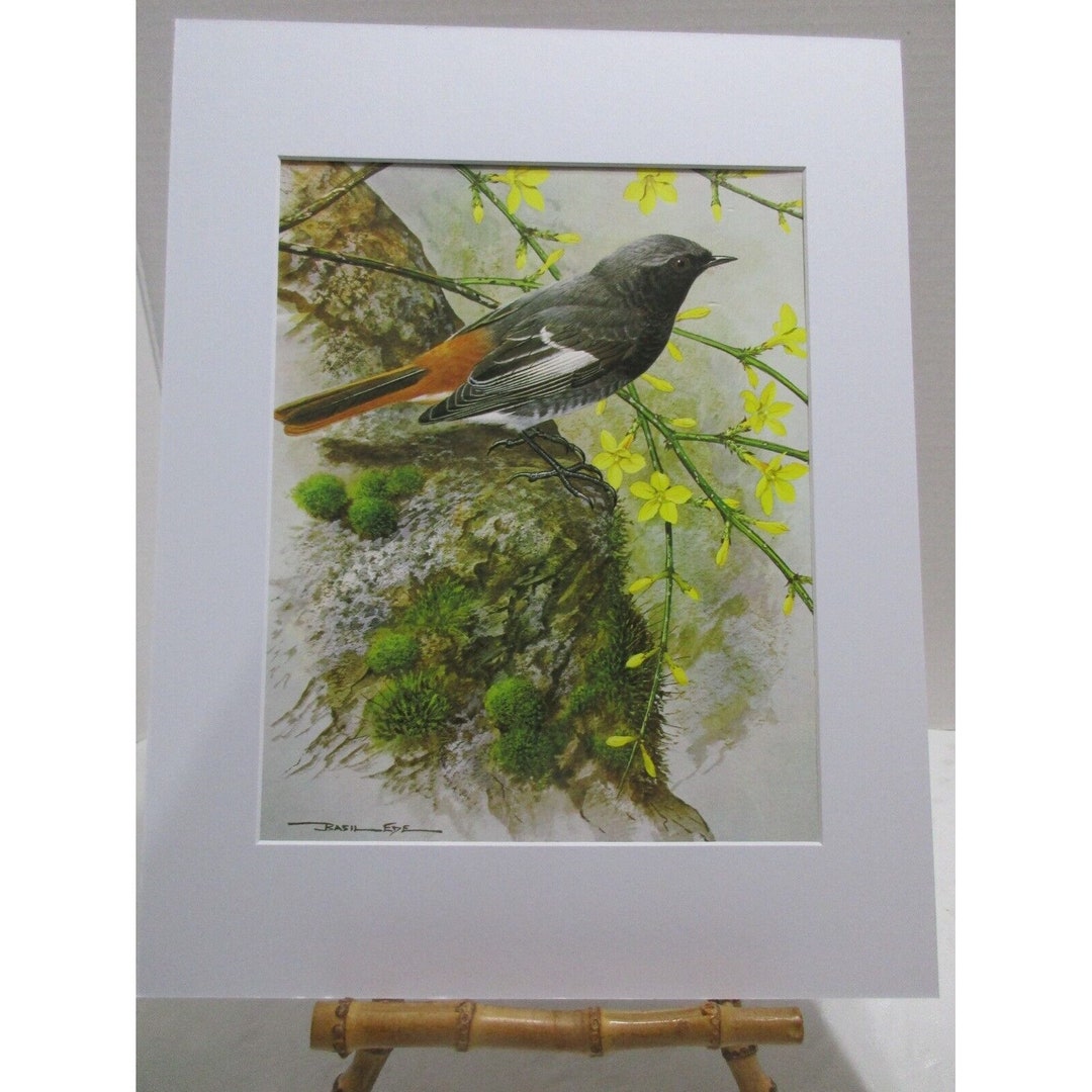 Basil Ede Artist Book Page Print: Black Redstart - White Mat 11 X 14 ...