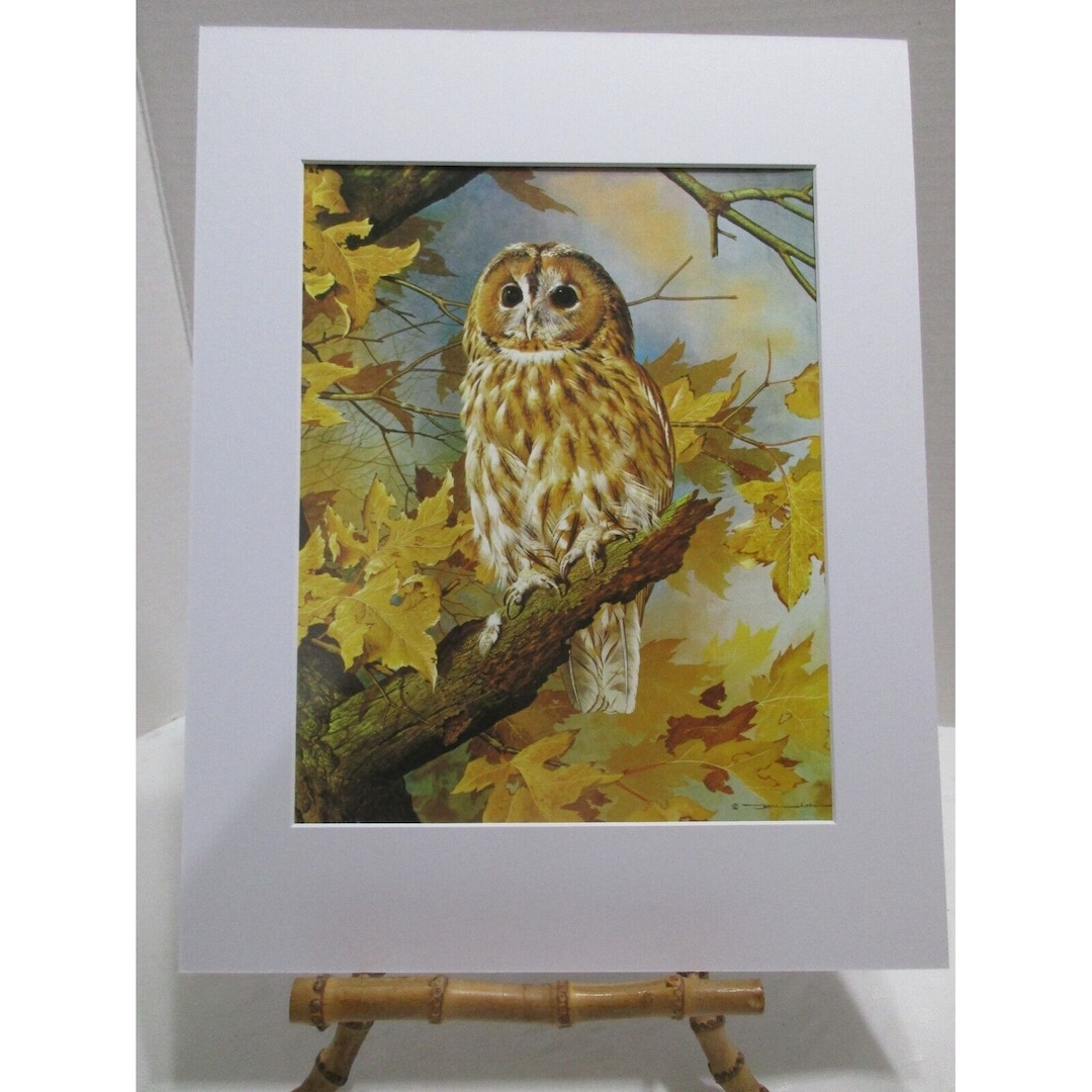Basil Ede Artist Book Page Print: Tawny Owl - White Mat 11 X 14"/print ...