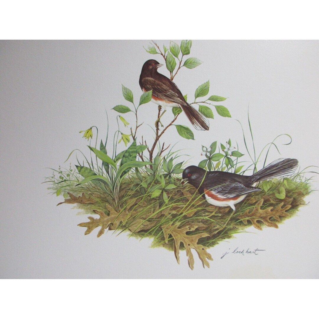 James Lockhart Signed Calendar Art Print TOWHEE 1984 Size 8" X 11" - Etsy