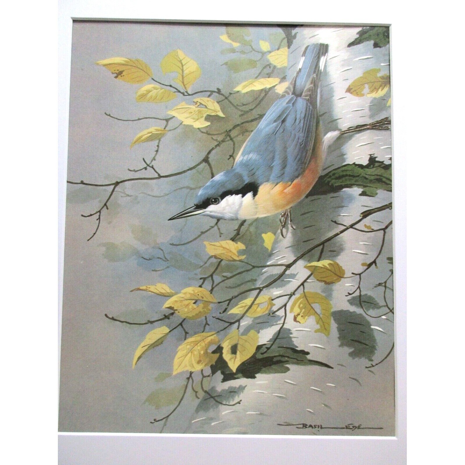 Basil Ede Artist Book Page Print: Nuthatch White Mat 11 X 14/print 8 X ...