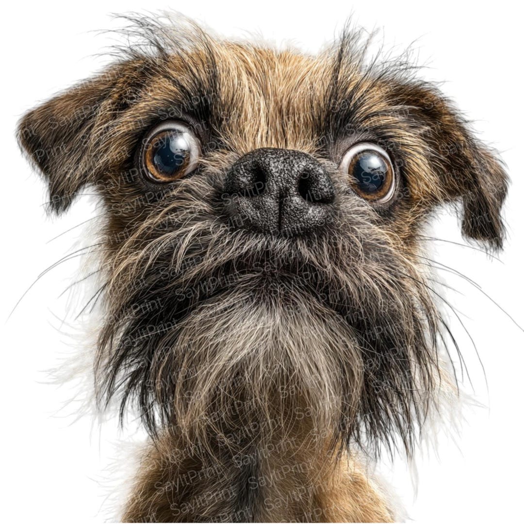 Belgian Griffon Dog Clipart: Watercolor Funny Dog PNG Images (digital ...