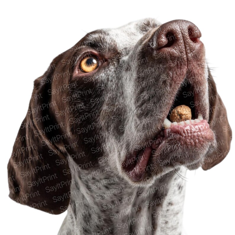 Funny English Pointer Clip Art: Watercolor Dog Images (PNG Downloadable ...