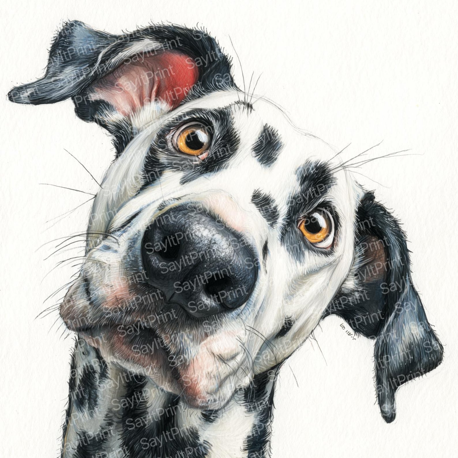Dalmatian Dog Clip Art: Watercolour Dog Images, Transparent PNG ...