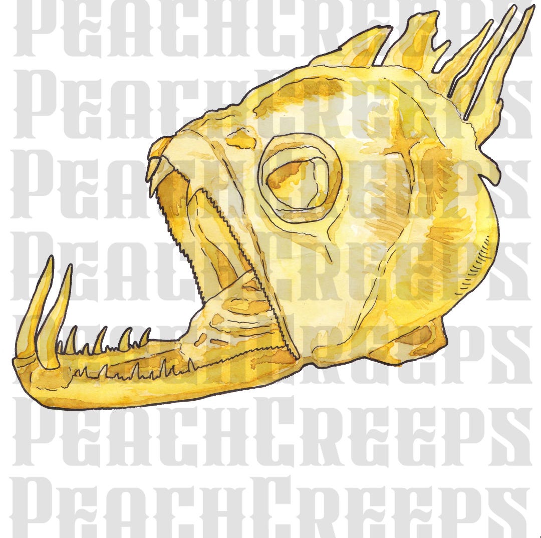 Angler Fish Skull ~ 19.5cm by 19.5cm - Etsy