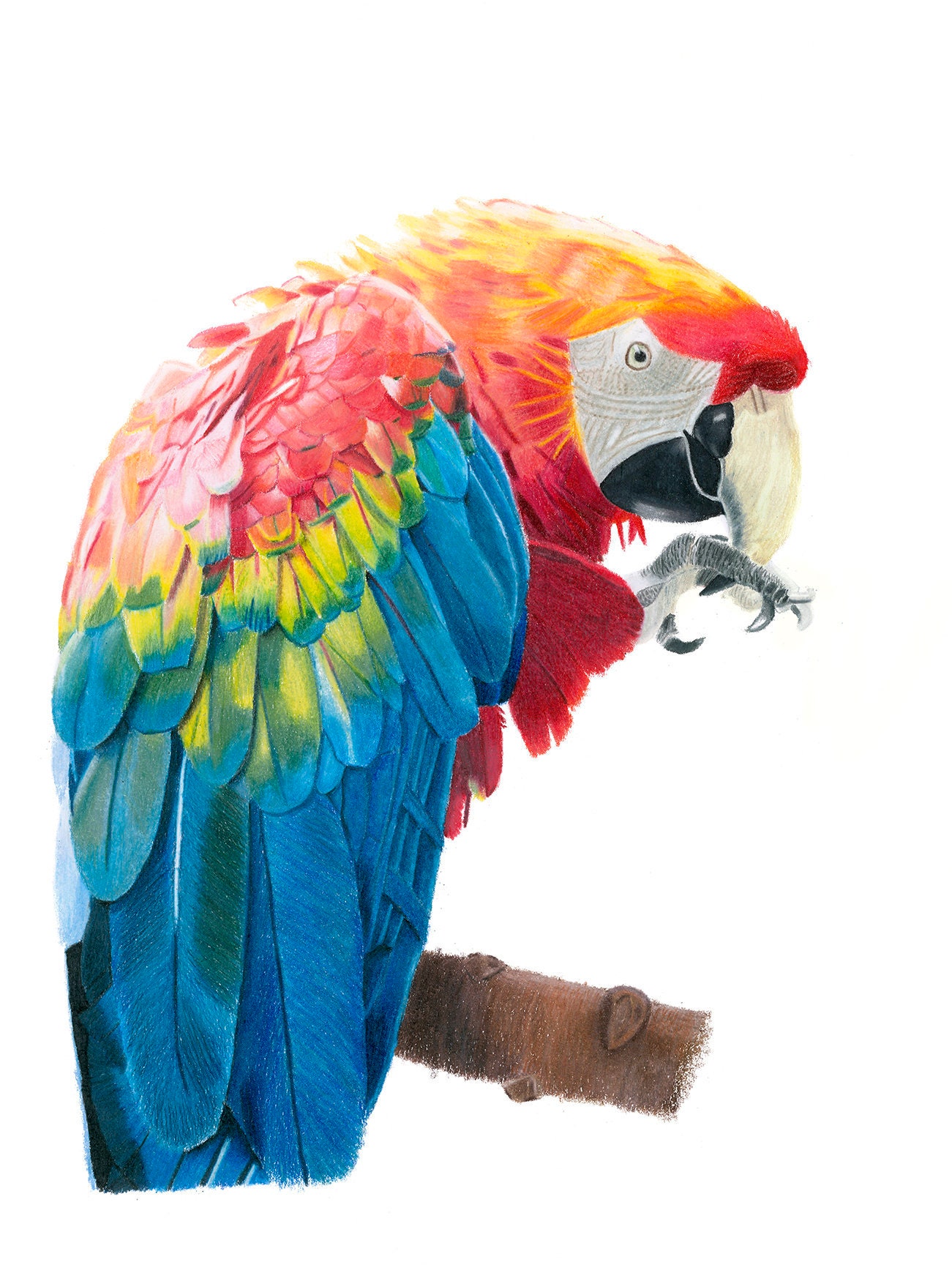 Parrot Colored Pencil Drawing Print - Etsy