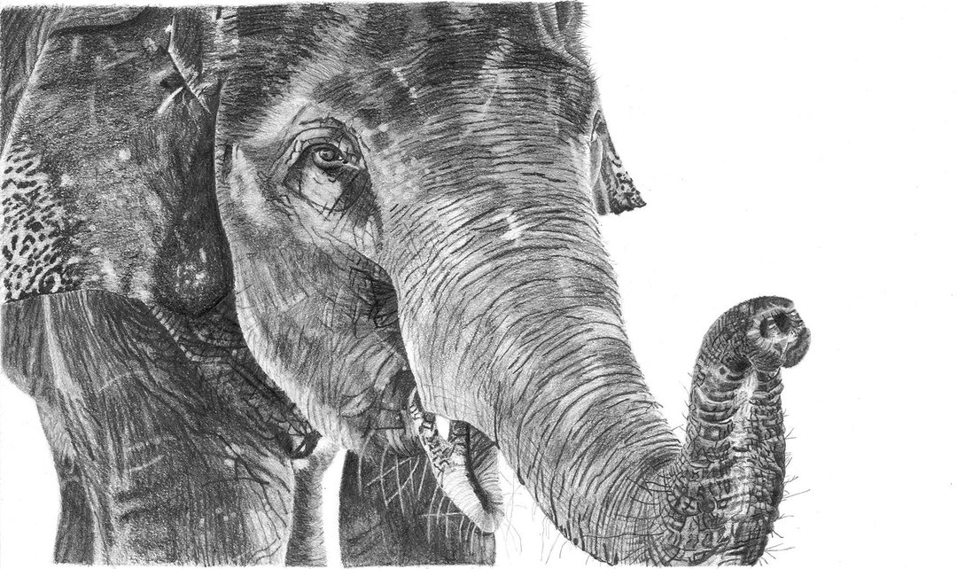 Elephant Graphite Drawing Print - Etsy