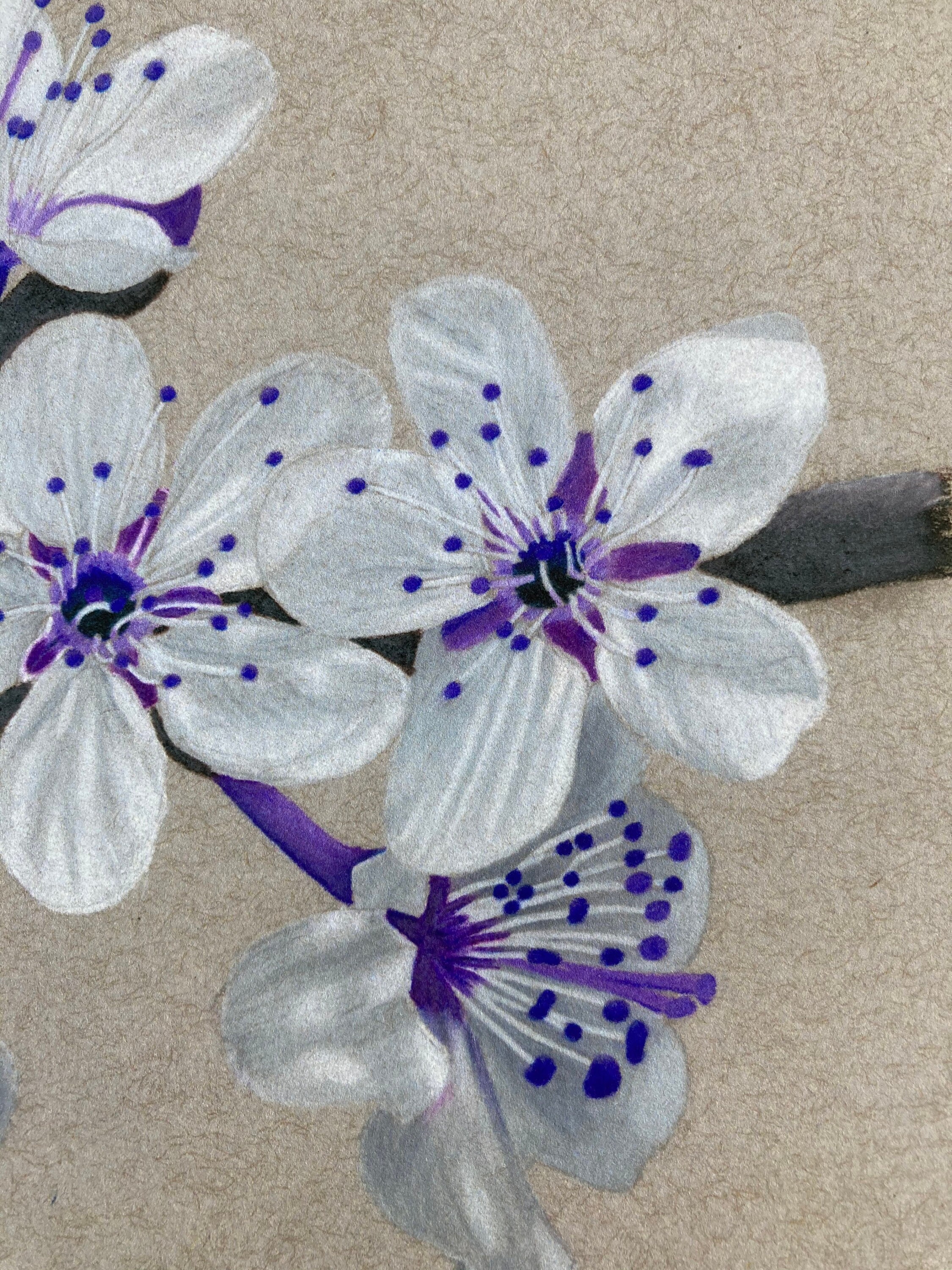 Purple Cherry Blossoms Colored Pencil Drawing Print - Etsy
