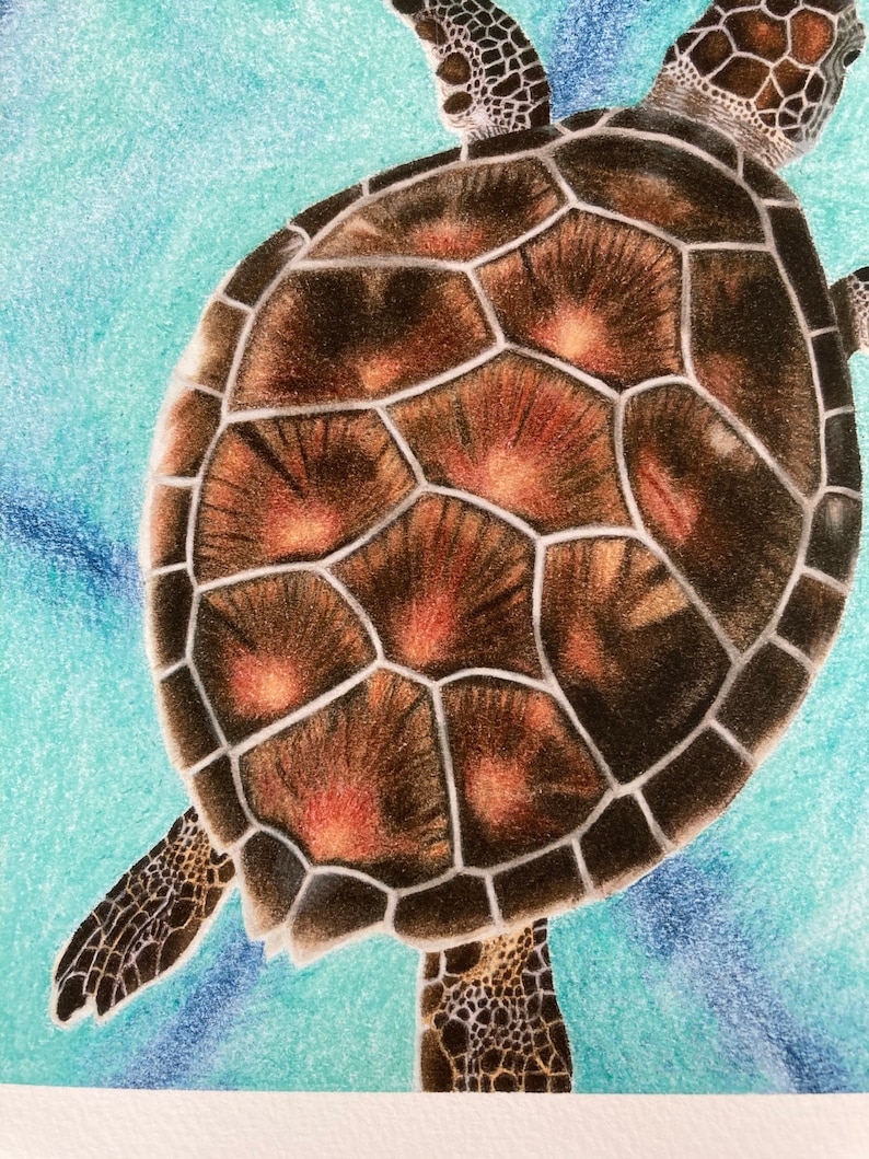 Sea Turtle Colored Pencil Drawing Print - Etsy