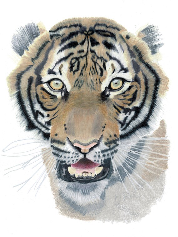 Tiger Colored Pencil Drawing