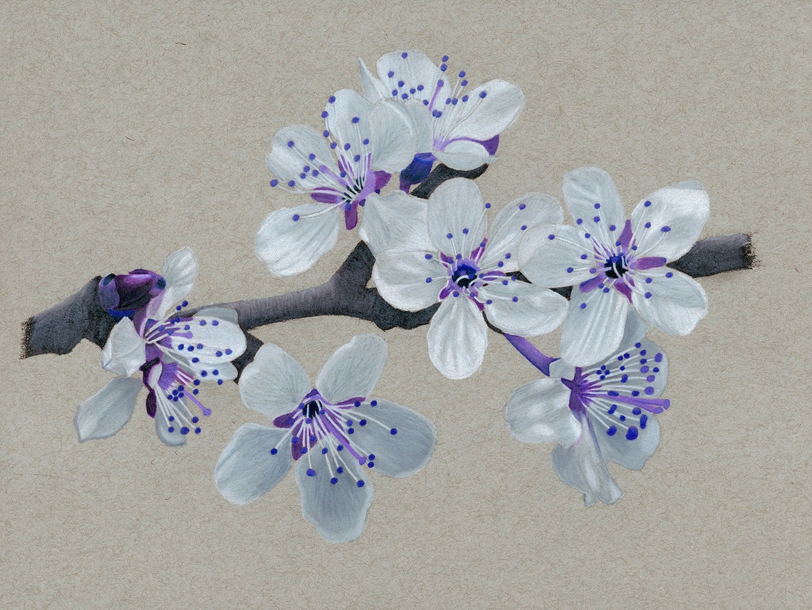 Purple Cherry Blossoms Colored Pencil Drawing Print - Etsy